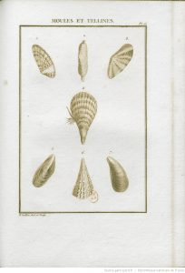 Les coquillages de France - DESSIN OU PEINTURE