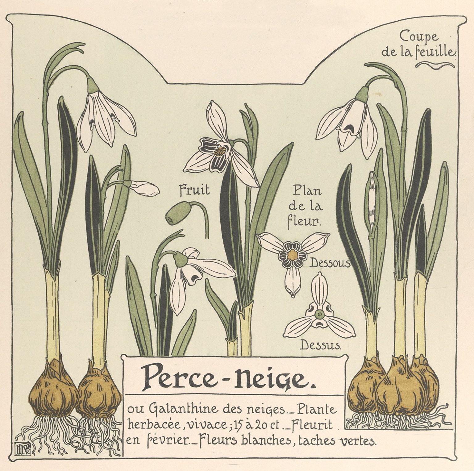 Ressources Graphiques : le Perce-neige - DESSIN OU PEINTURE